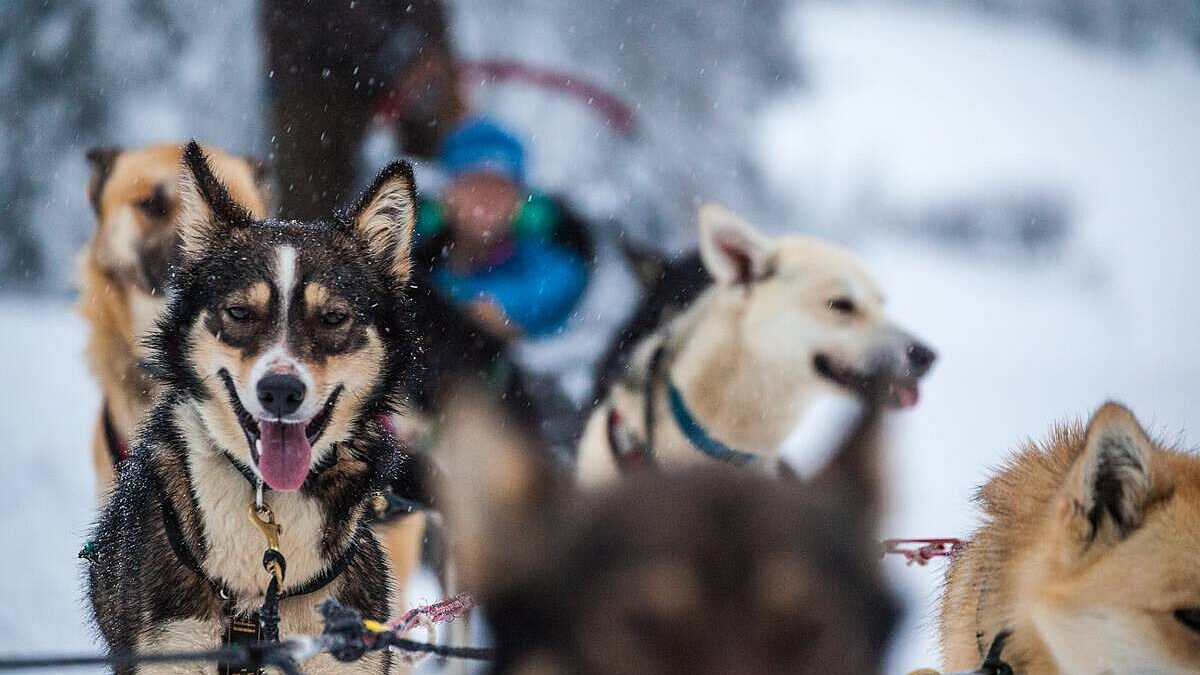 Valemount Snowmobiling | Ride Epic… | Best Western Plus Valemount